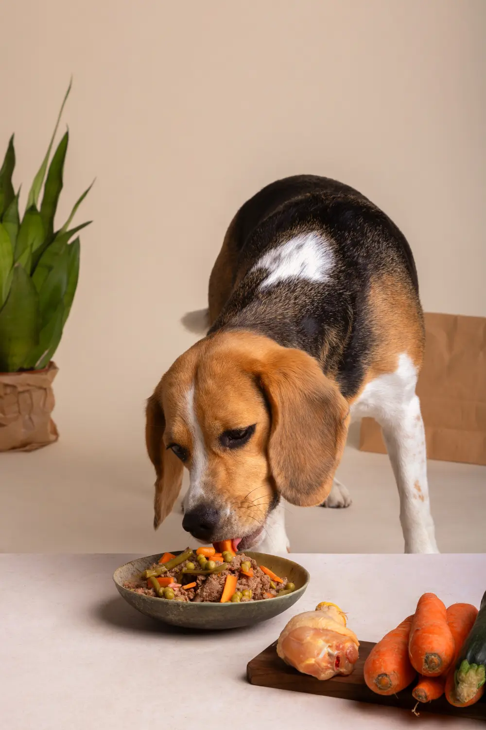 Pet Nutrition – Happy Paws Vet