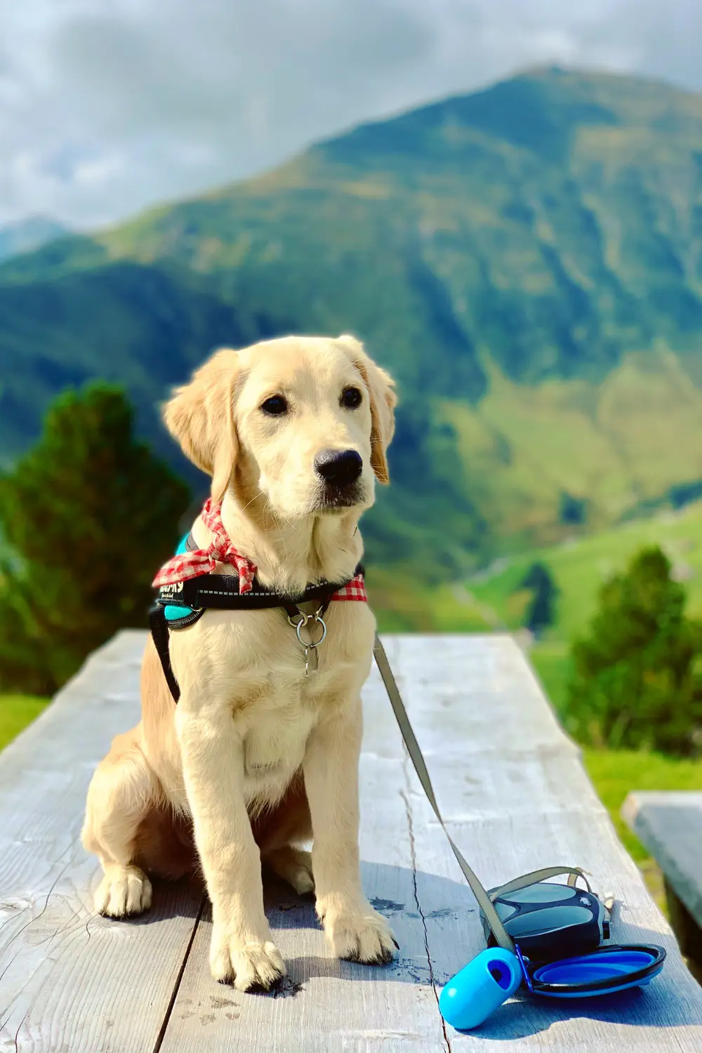 Travel Certificate – Happy Paws Vet